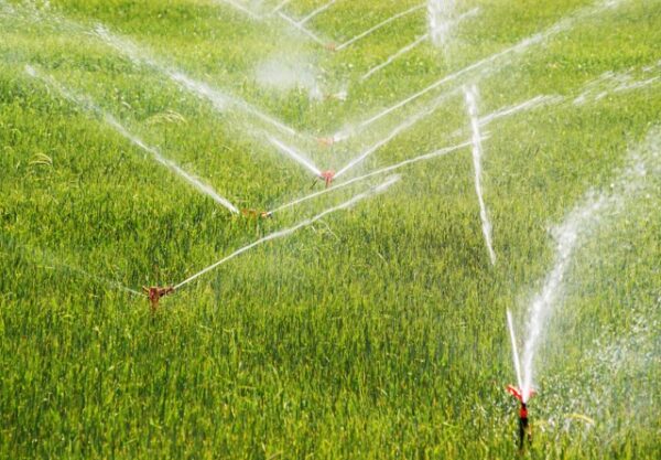 NEERI develops eco-friendly sewage treatment plant based on phytorid ...